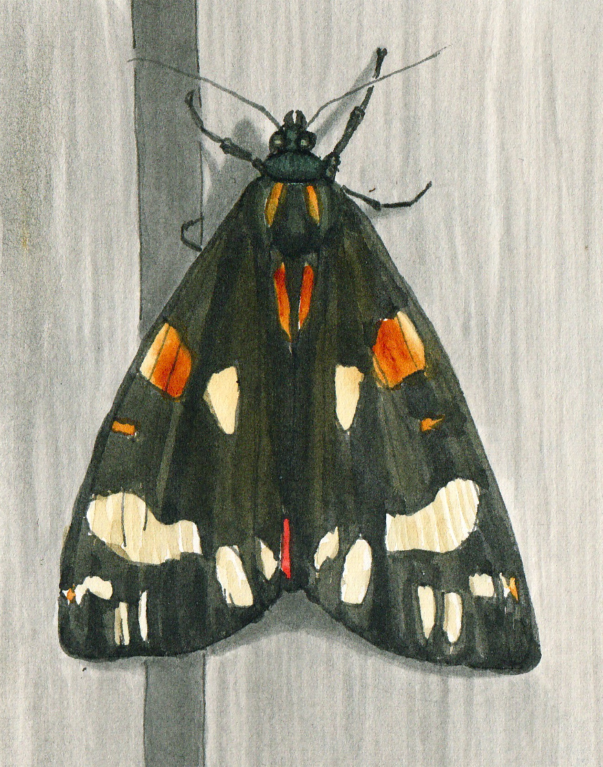 tiger moth | Mostly drawing