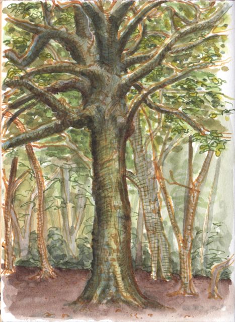 Urban trees | Mostly drawing