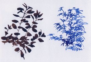 Urban trees | Mostly drawing